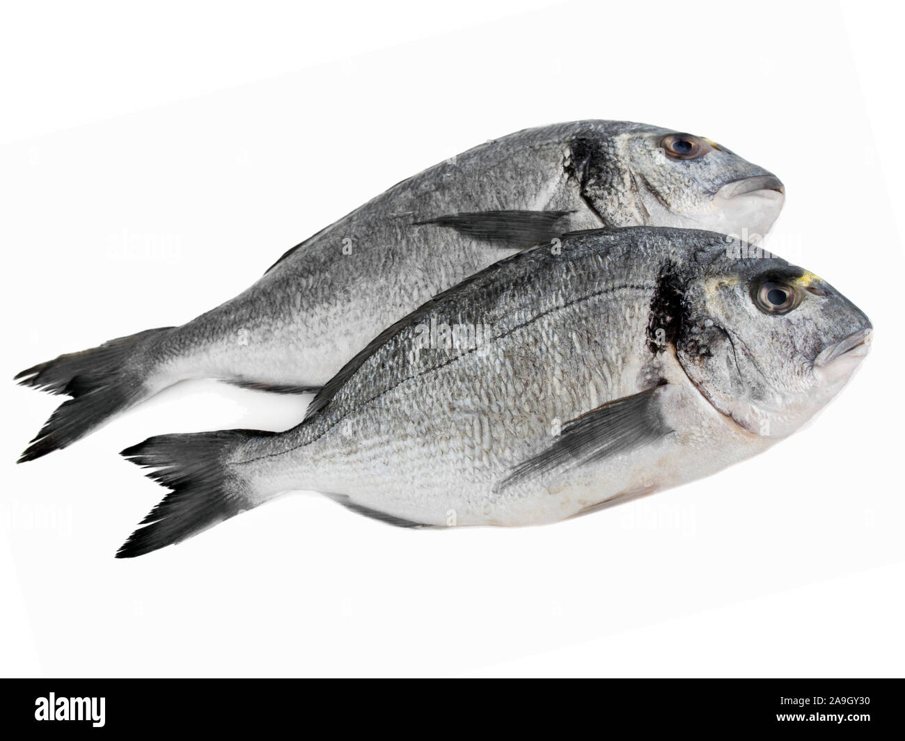 Dorade royale immagini e fotografie stock ad alta risoluzione - Alamy