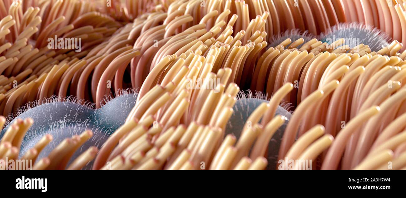 Ciliated epithelium immagini e fotografie stock ad alta risoluzione - Alamy