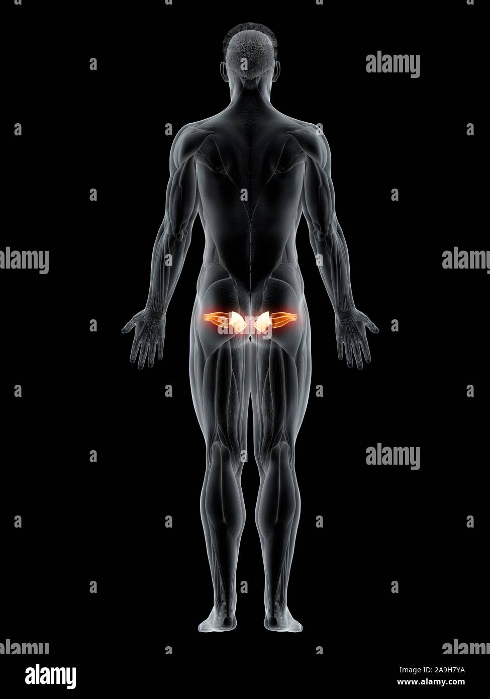 Muscolo gemello immagini e fotografie stock ad alta risoluzione - Alamy