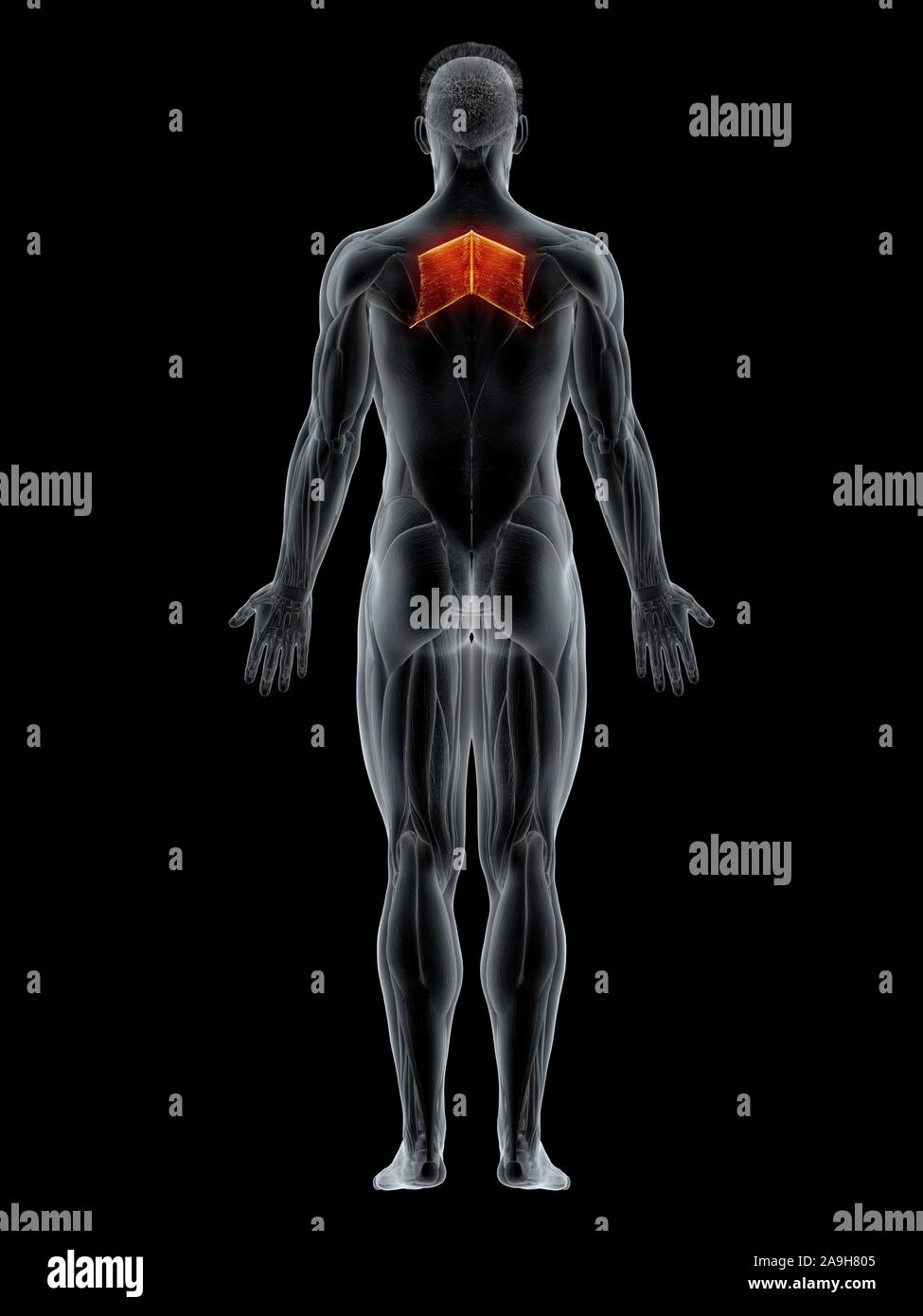 Anatomia del muscolo principale romboidale immagini e fotografie stock ...