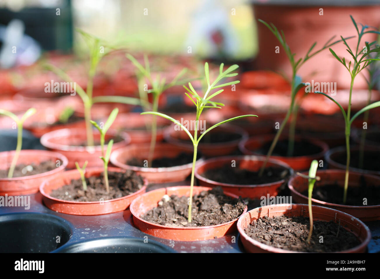 Piantine cosmo immagini e fotografie stock ad alta risoluzione - Alamy