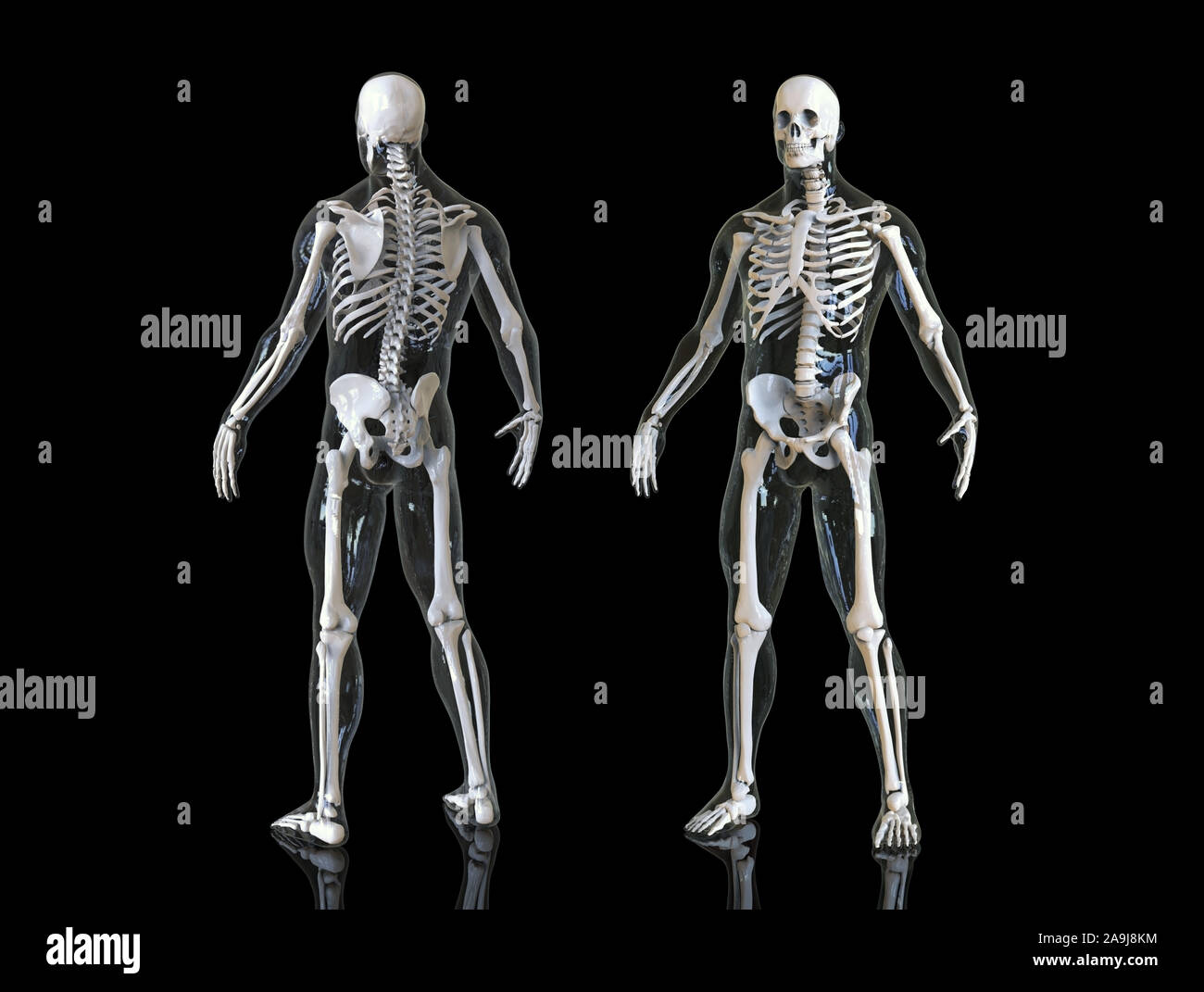 Scheletro scheletro ossa umane cranio immagini e fotografie stock ad ...