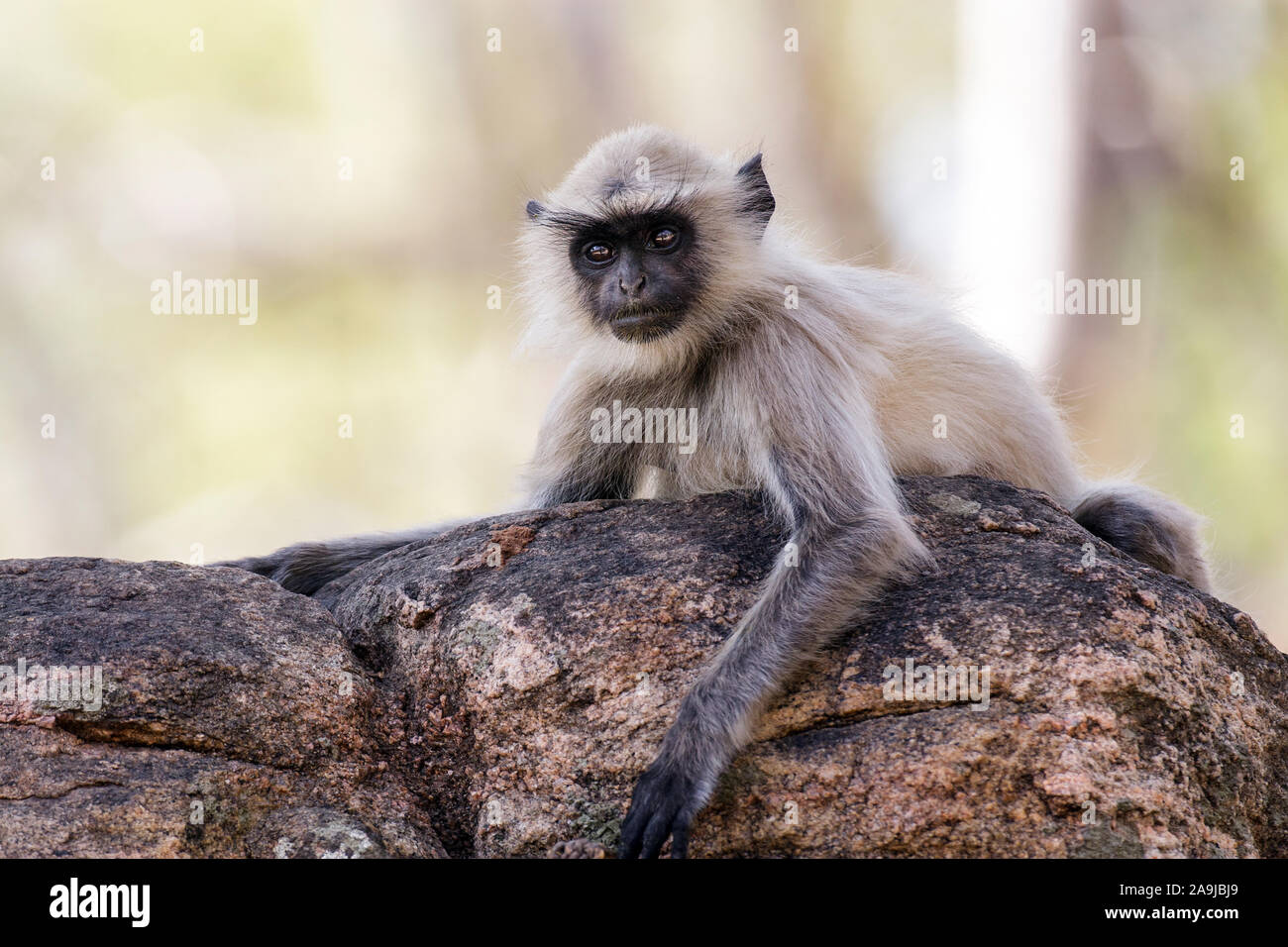 Semnopithecus priam priam immagini e fotografie stock ad alta ...