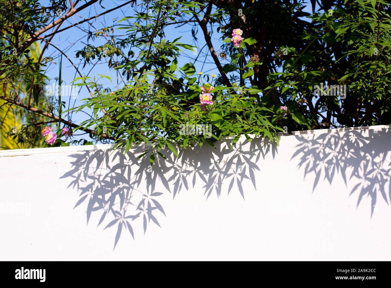 Modello di ombra sul muro immagini e fotografie stock ad alta ...