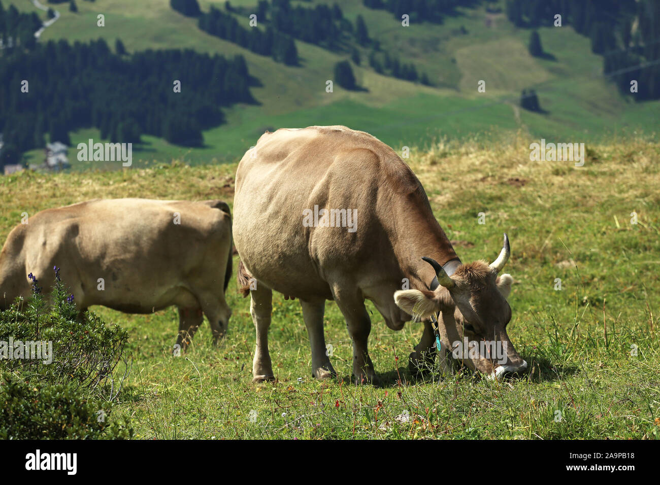 Mucca delle mucche marrone svizzero immagini e fotografie stock ad alta ...