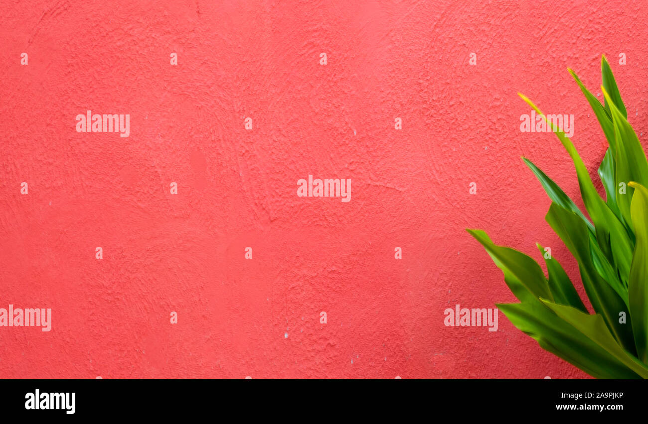 Sfondo muro rosa messicano immagini e fotografie stock ad alta ...