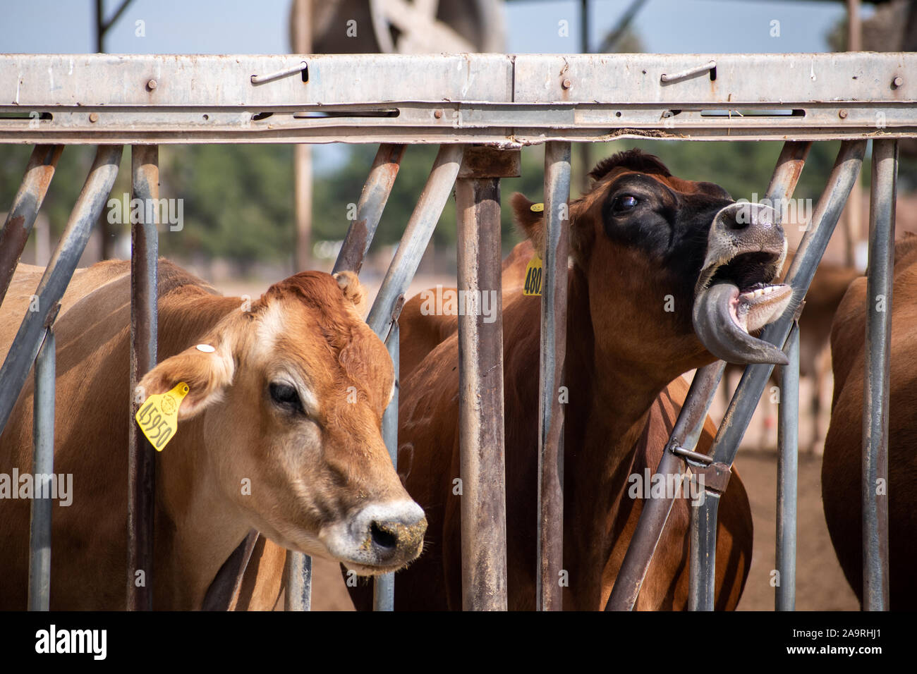 Faccia di mucca divertente immagini e fotografie stock ad alta ...