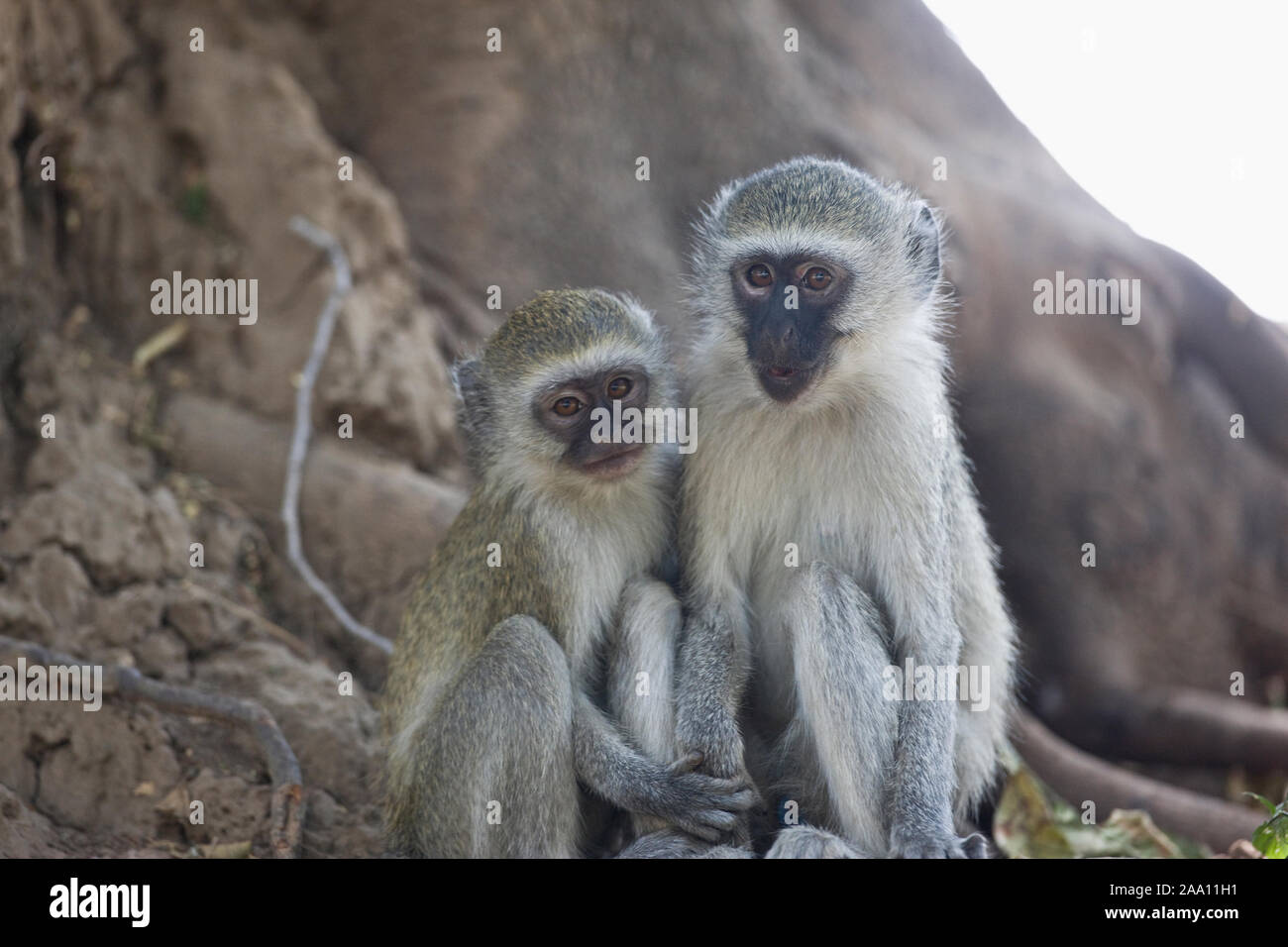 Due scimmie si siedono immagini e fotografie stock ad alta risoluzione ...