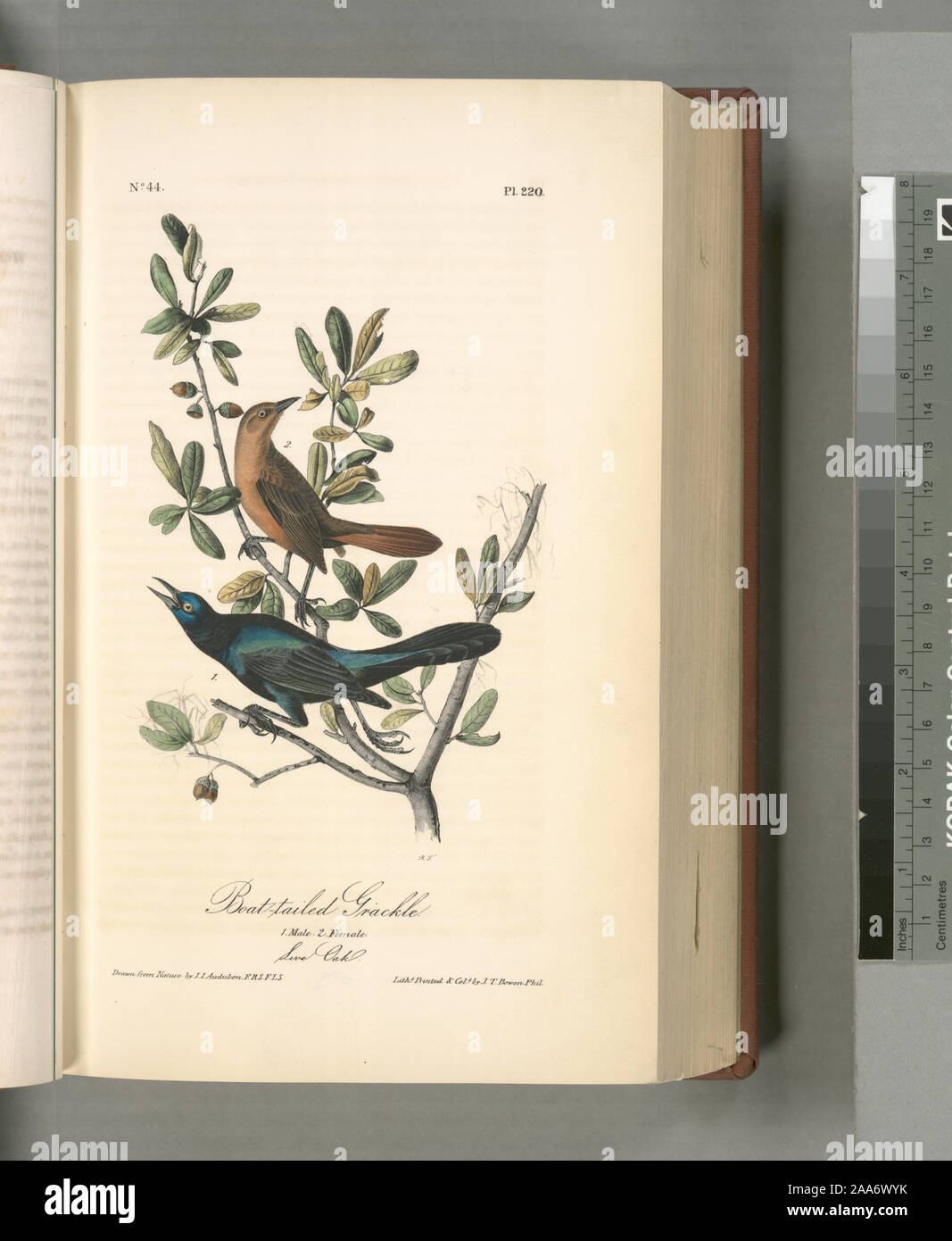 Quercus virens immagini e fotografie stock ad alta risoluzione - Alamy