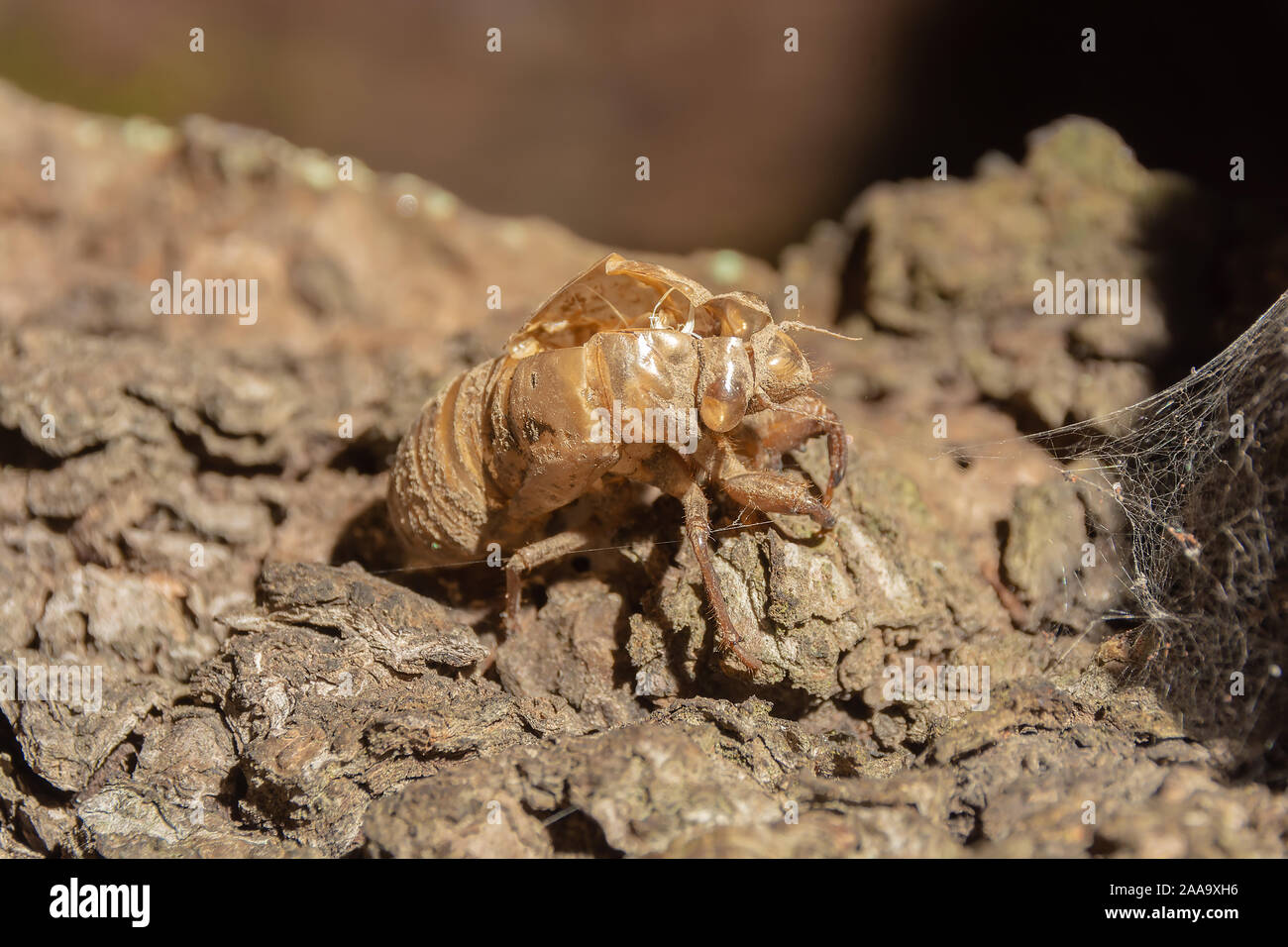 Cicala metamorfosante immagini e fotografie stock ad alta risoluzione ...