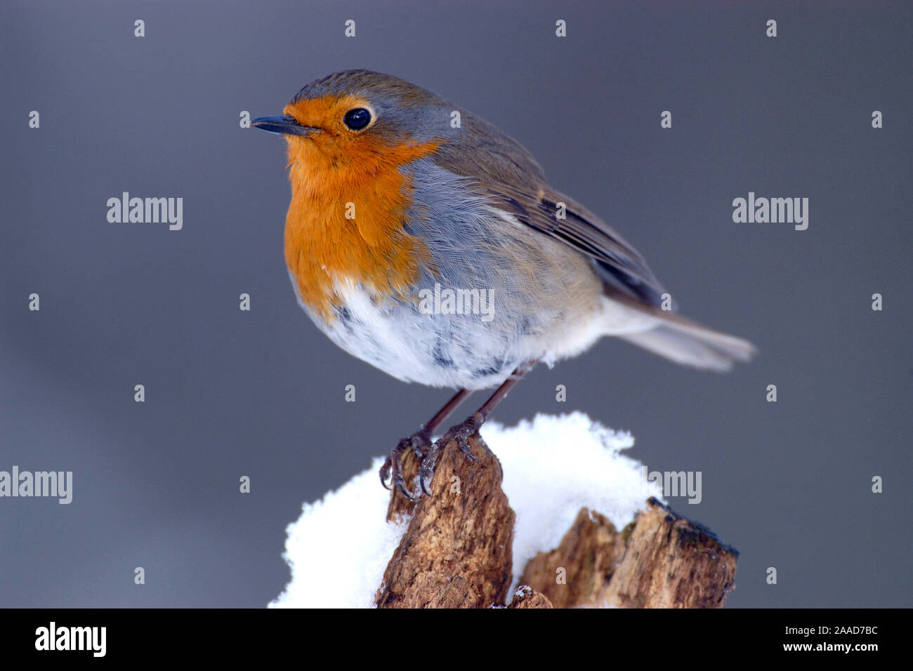 Rotkehlchen ast immagini e fotografie stock ad alta risoluzione - Alamy