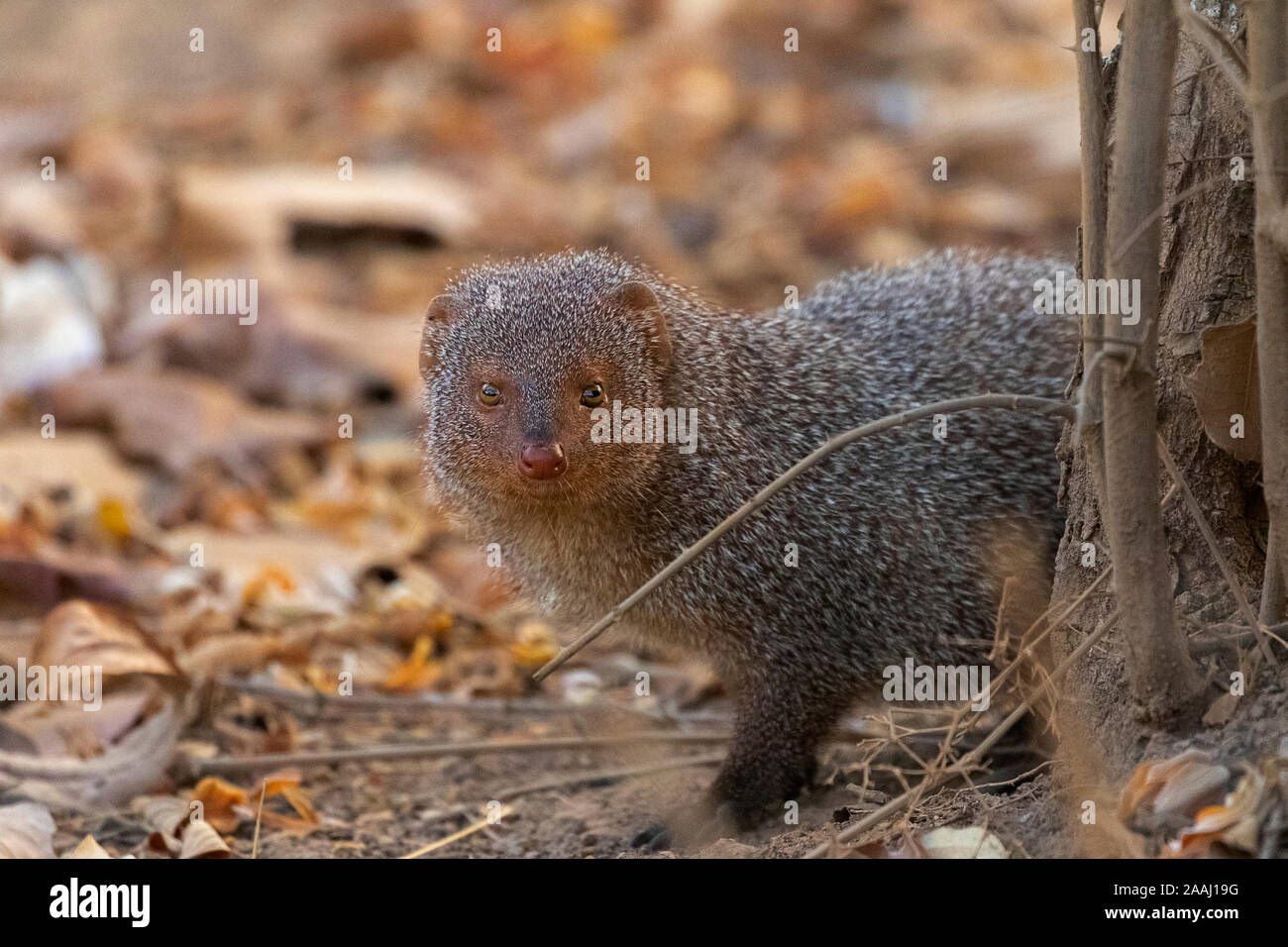Herpestes edwardsii immagini e fotografie stock ad alta risoluzione - Alamy