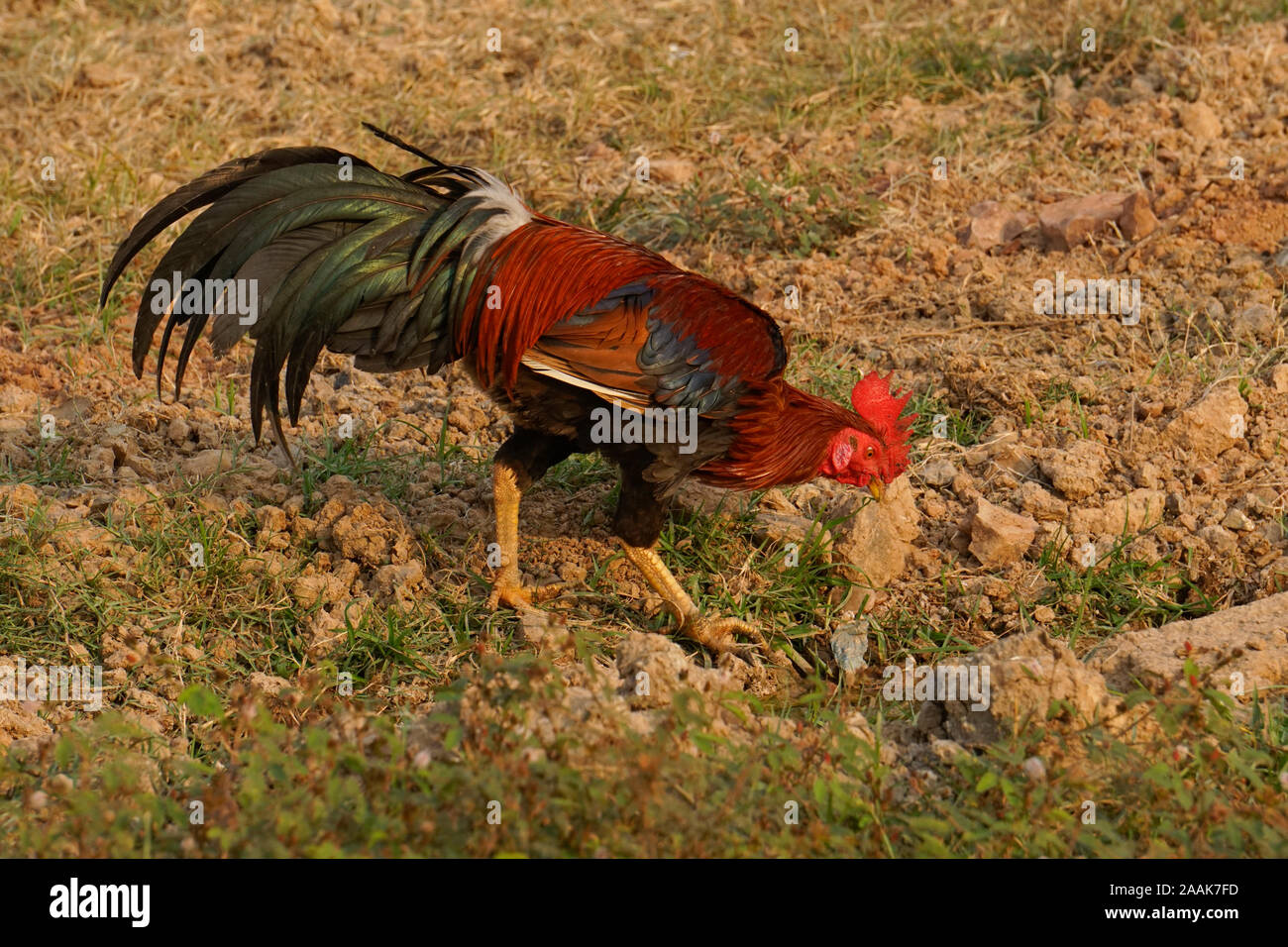 Gallo colorato immagini e fotografie stock ad alta risoluzione - Alamy