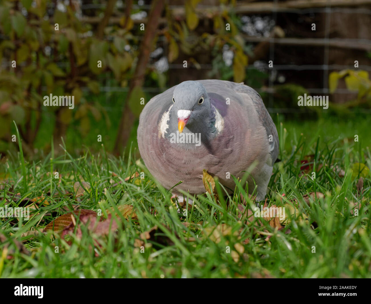 Alimentazione colombaccio immagini e fotografie stock ad alta ...