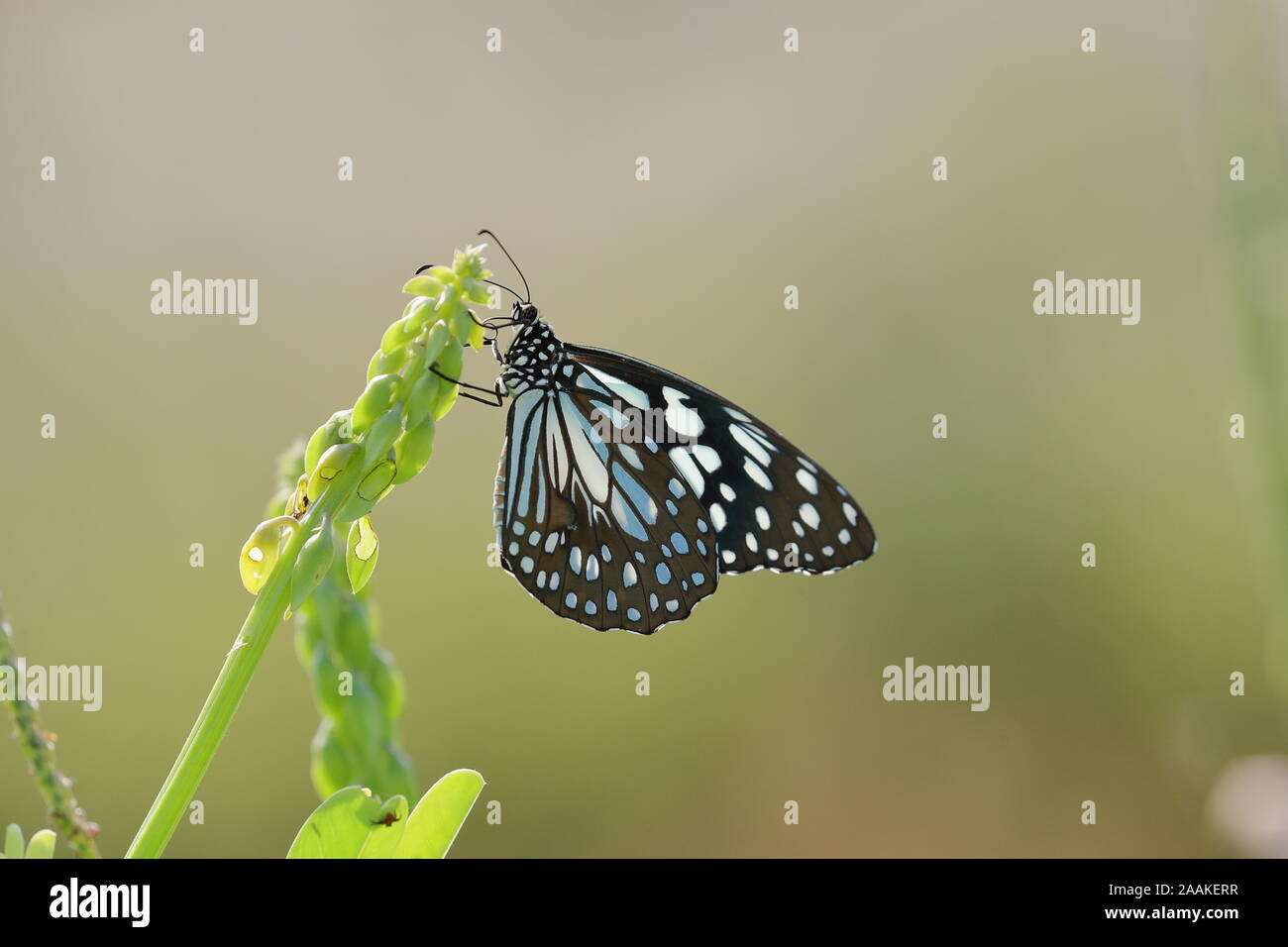 Farfalla Blu E Nera Immagini e Fotos Stock - Alamy