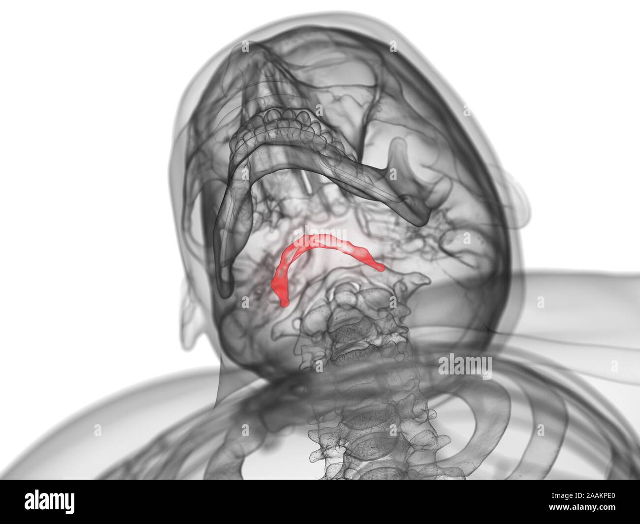 Osso ioide immagini e fotografie stock ad alta risoluzione - Alamy