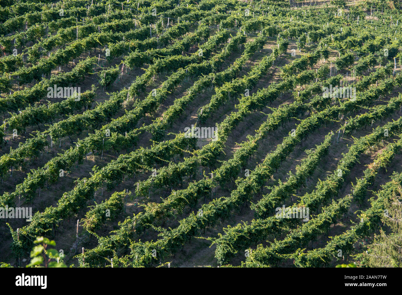 Vigneti di veneto immagini e fotografie stock ad alta risoluzione - Alamy