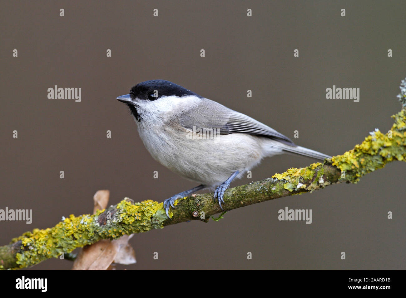 Parus palustris immagini e fotografie stock ad alta risoluzione - Alamy