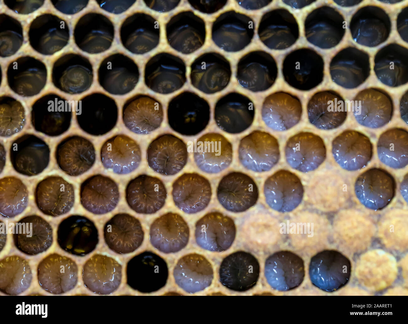 Honeycomb cells immagini e fotografie stock ad alta risoluzione - Alamy