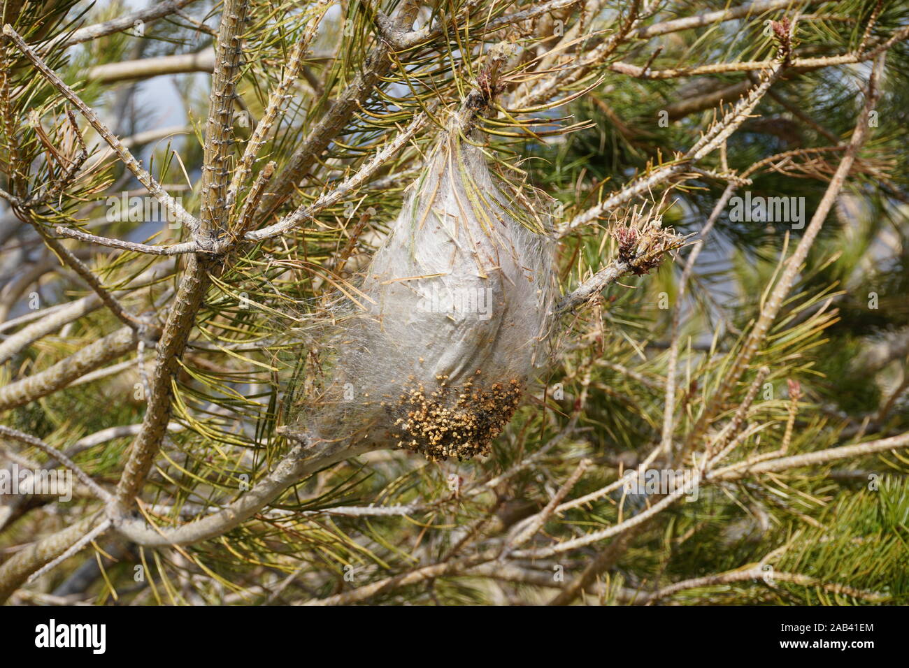 Nido di falena processionaria immagini e fotografie stock ad alta ...