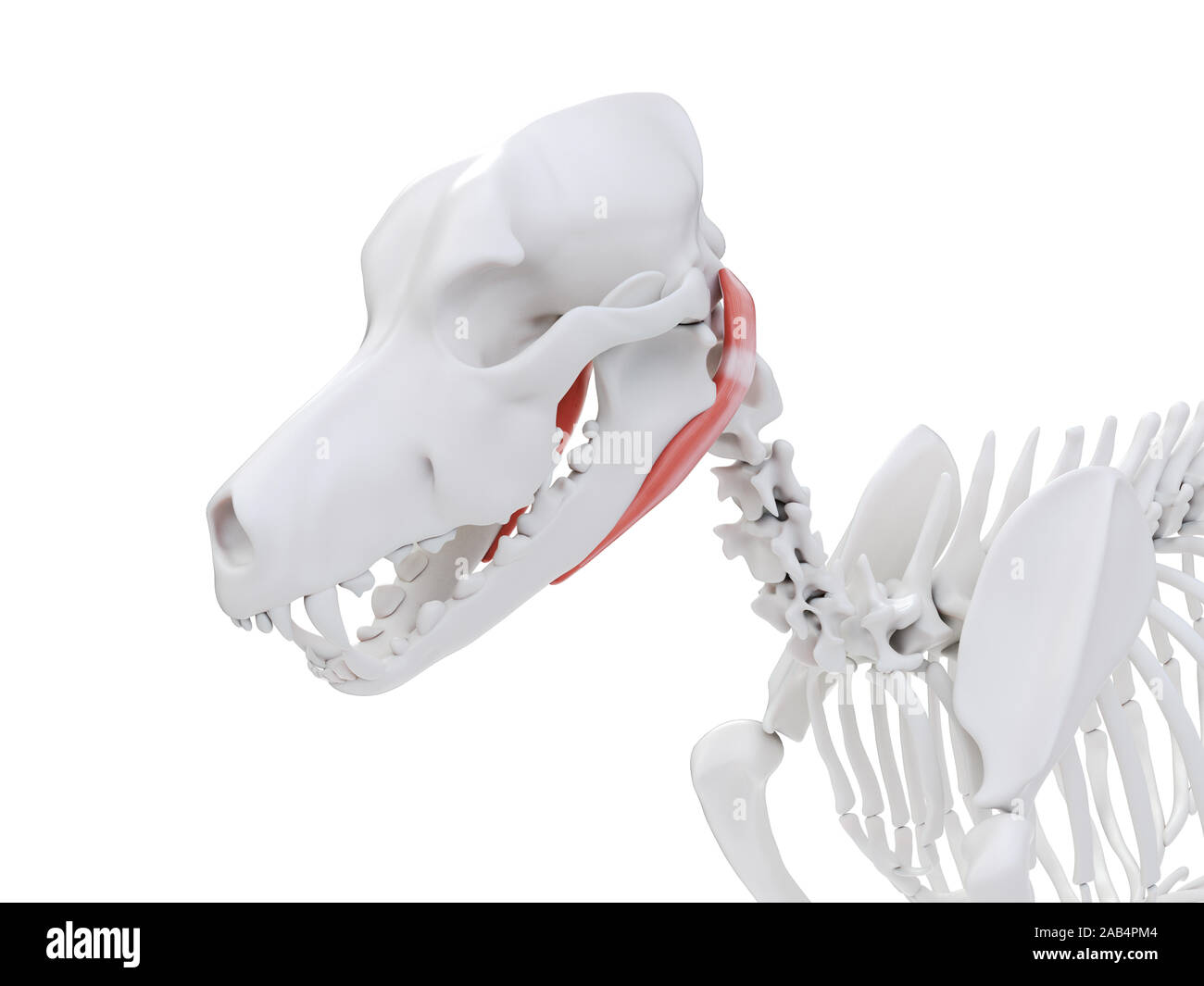 3d reso illustrazione del cane anatomia del muscolo - digastric Foto ...