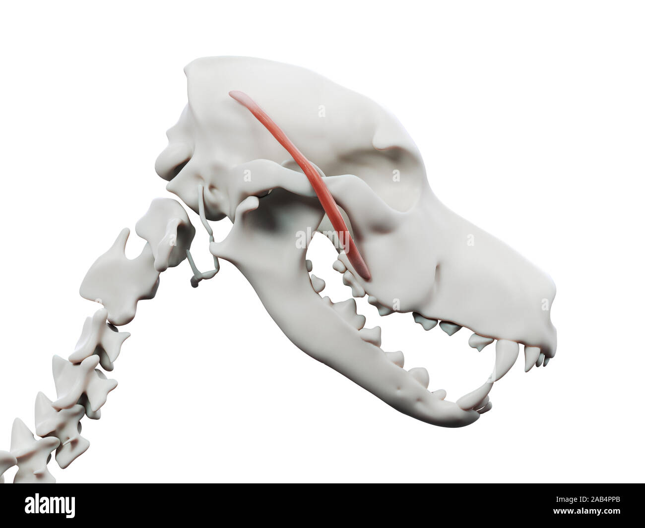 Anatomia muscolare cane immagini e fotografie stock ad alta risoluzione ...
