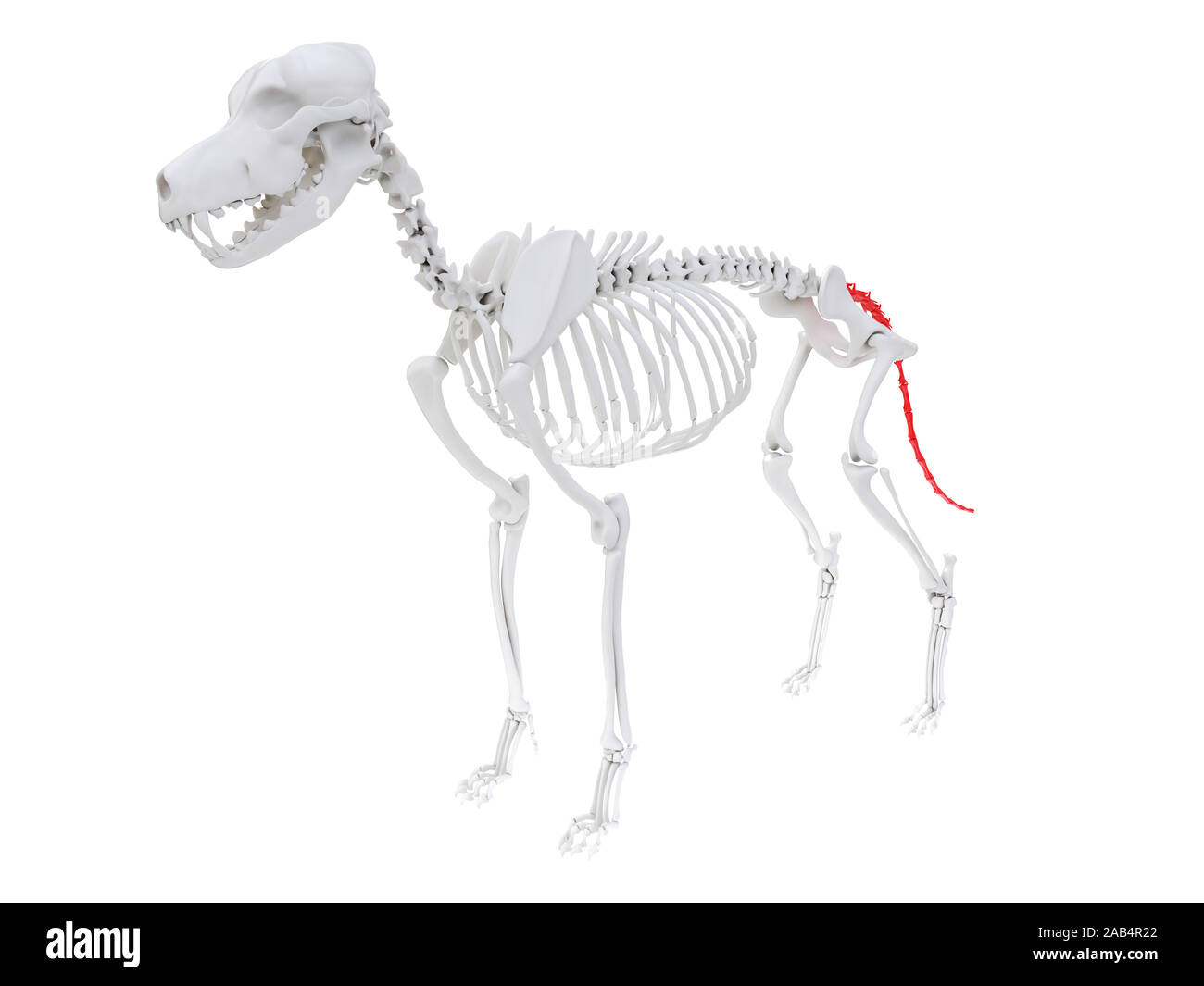 Rendering 3D illustrazione anatomia del cane anatomia scheletrico ...