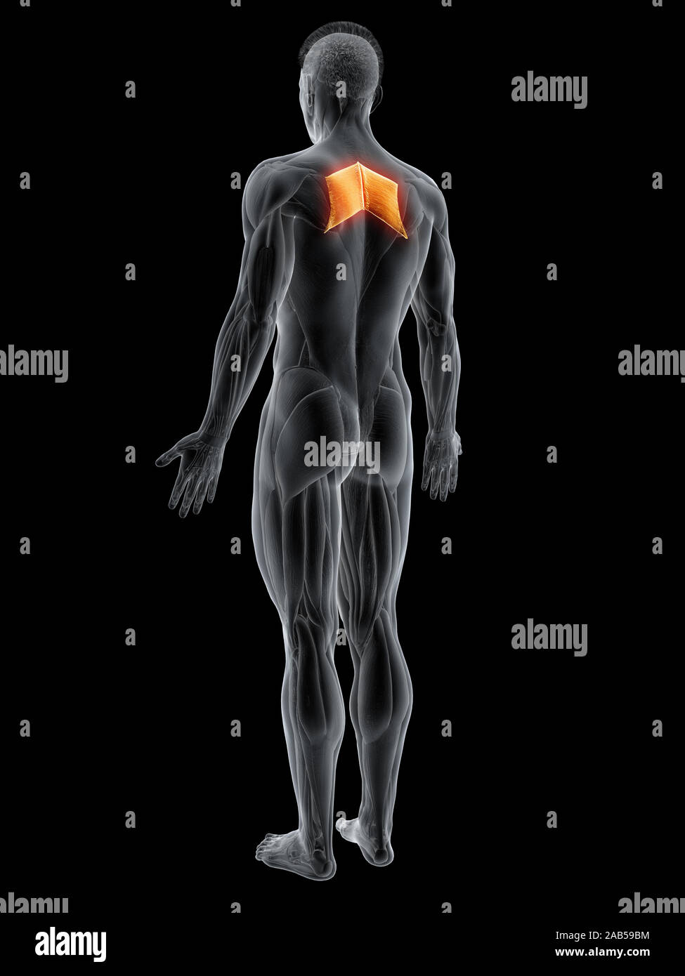Muscolo romboide immagini e fotografie stock ad alta risoluzione - Alamy