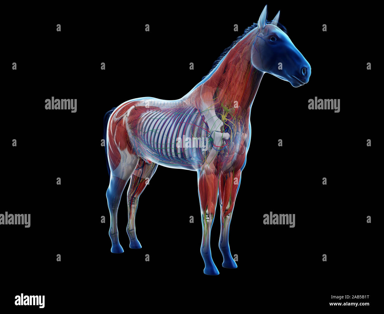 Anatomia veterinaria. i muscoli immagini e fotografie stock ad alta ...