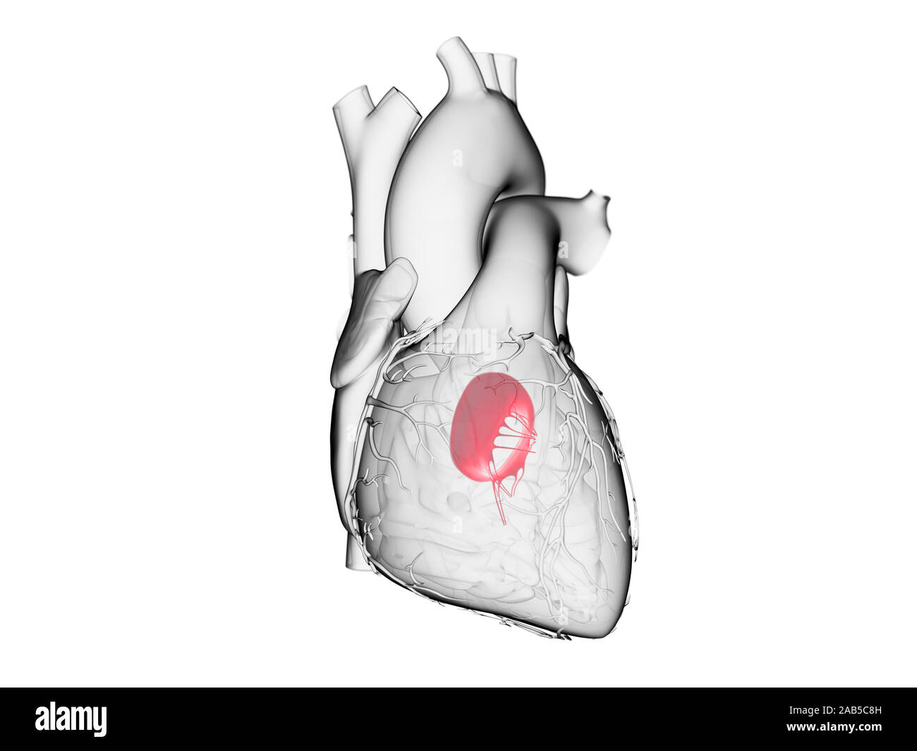 Mitral valve immagini e fotografie stock ad alta risoluzione - Alamy