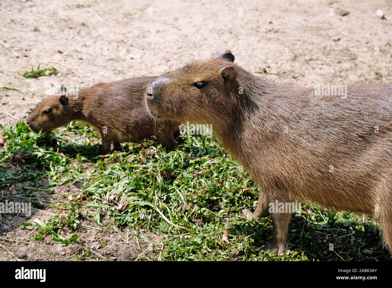 Famiglia dei capibara immagini e fotografie stock ad alta risoluzione ...