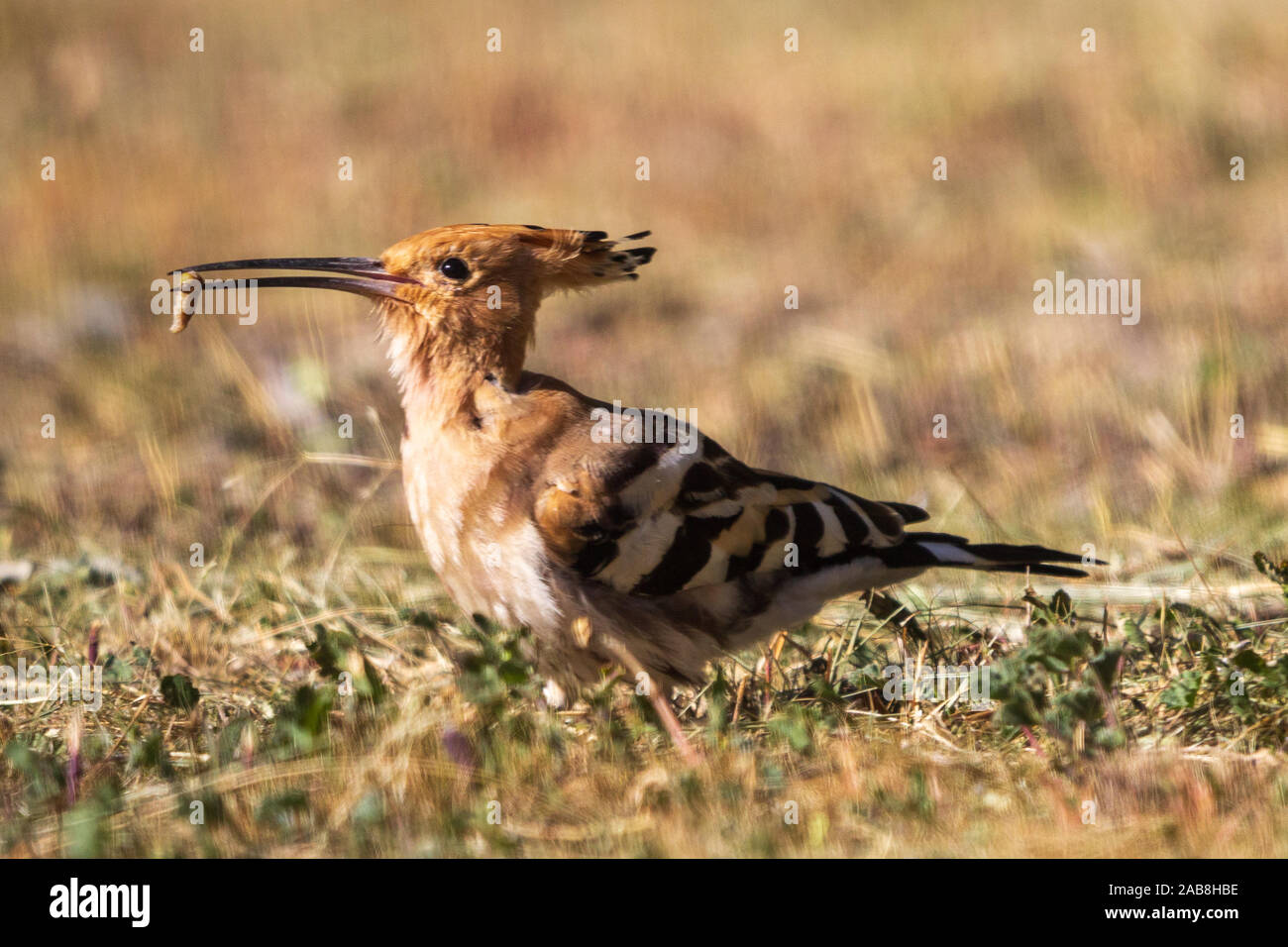 Uccello dell'upupa eurasiatica immagini e fotografie stock ad alta ...