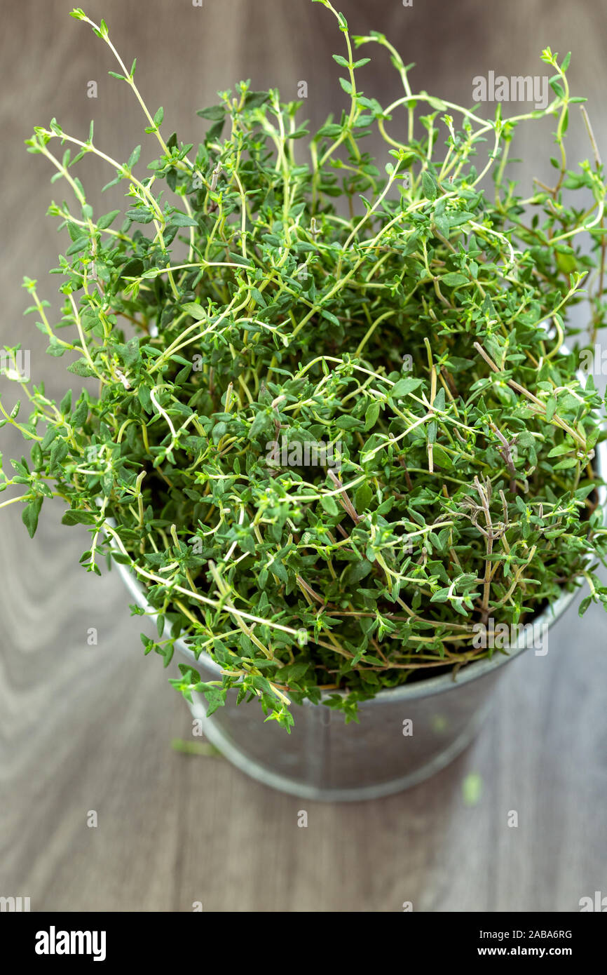 Pianta di timo immagini e fotografie stock ad alta risoluzione - Alamy