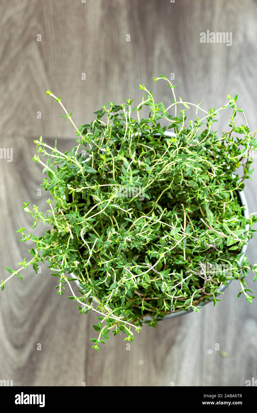 Pianta di timo immagini e fotografie stock ad alta risoluzione - Alamy