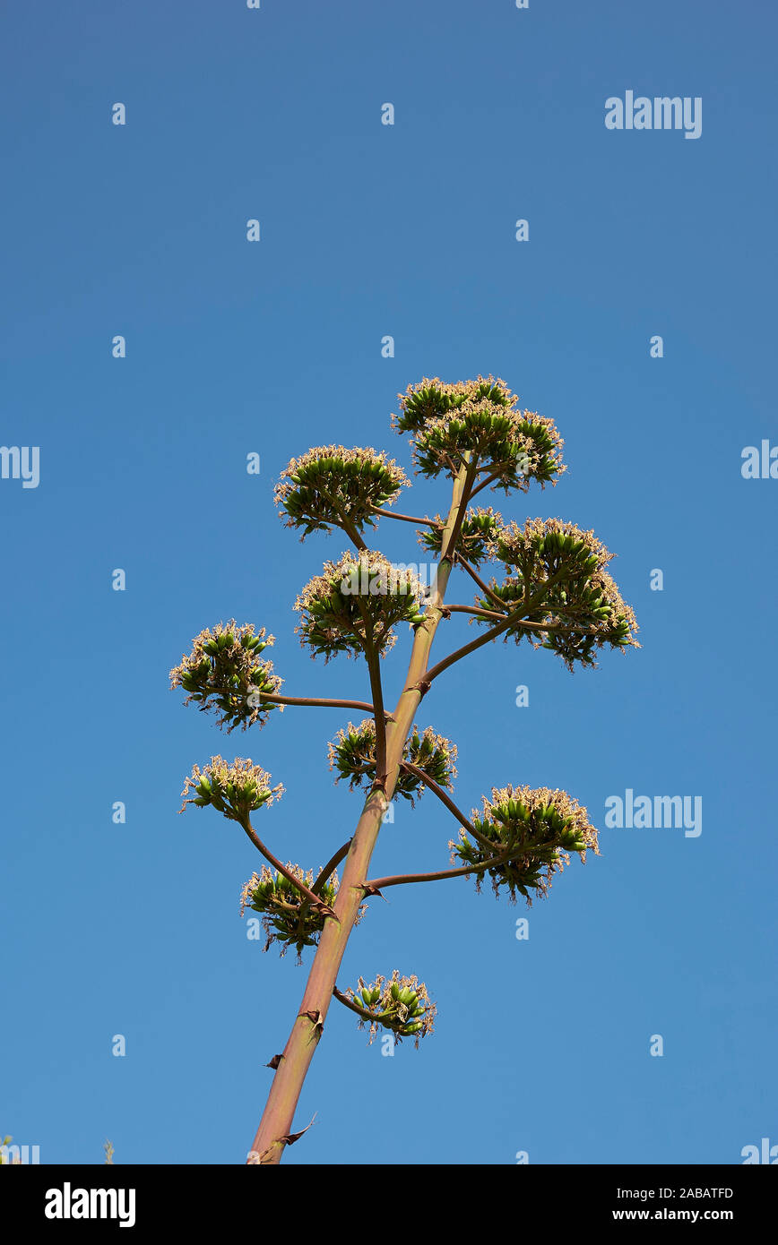 Agave americana inflorescence immagini e fotografie stock ad alta ...