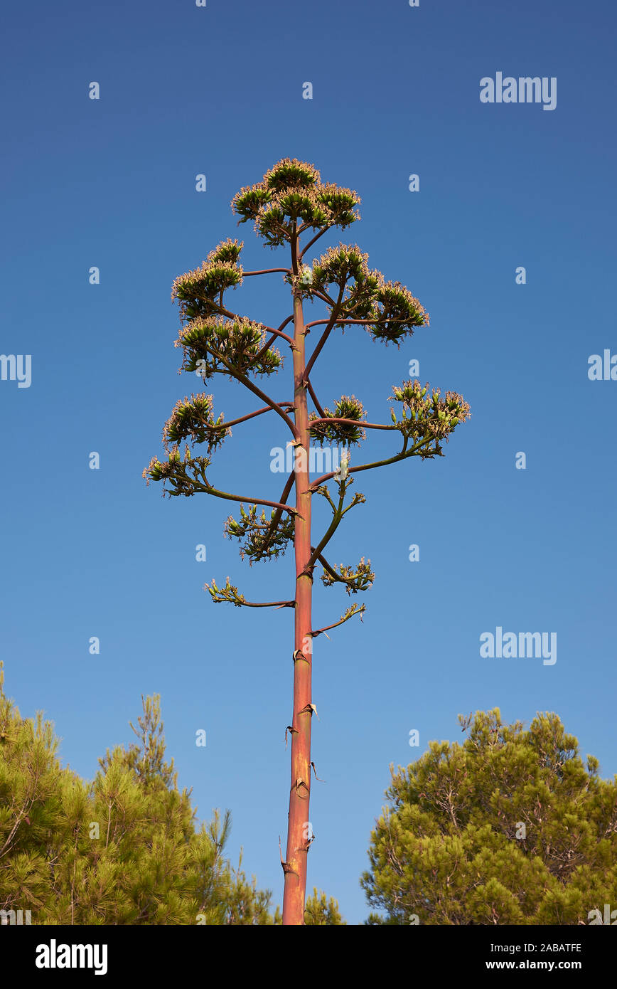 Agave americana inflorescence immagini e fotografie stock ad alta ...