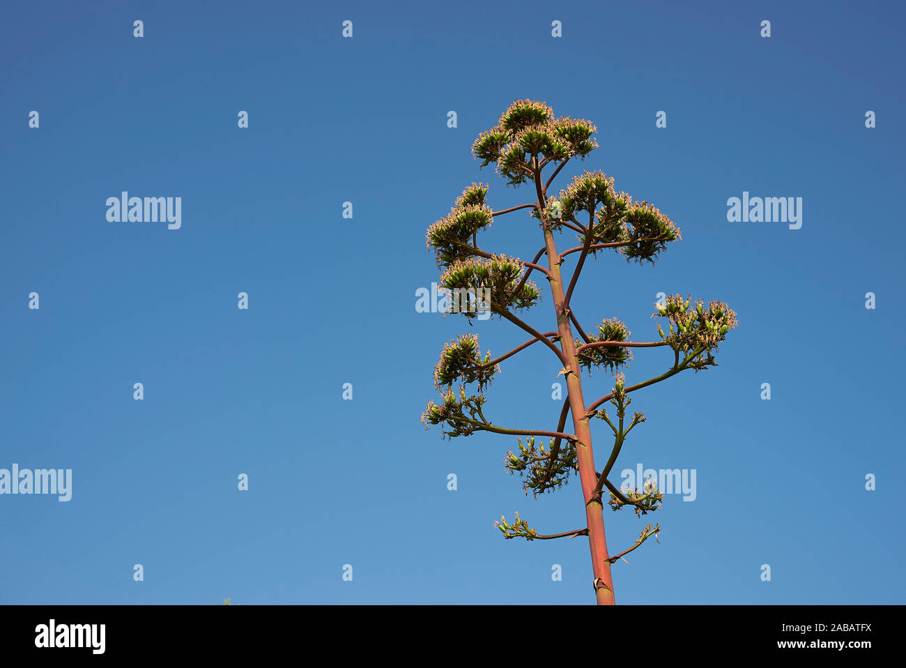 Agave americana inflorescence immagini e fotografie stock ad alta ...