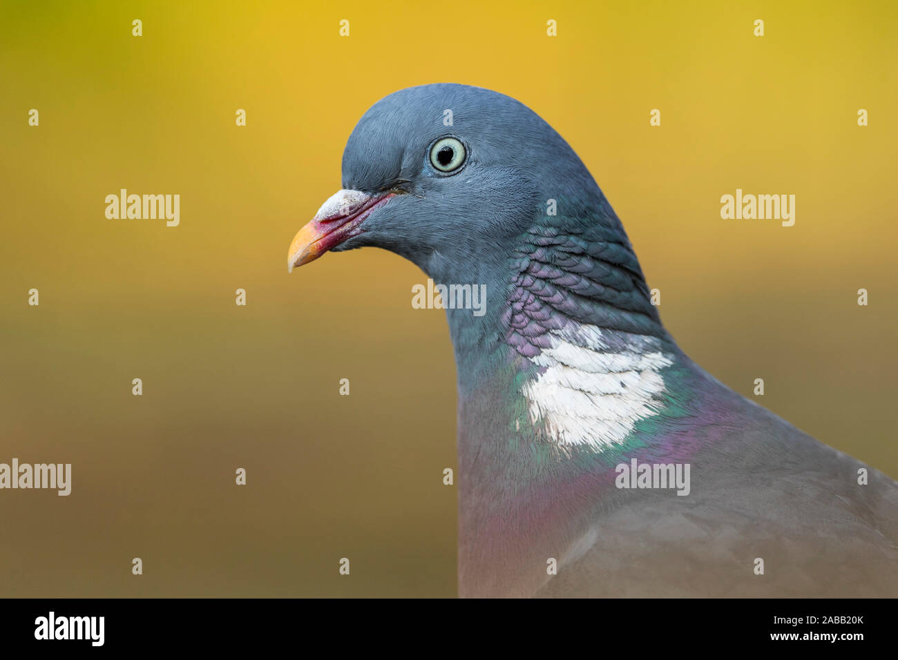 Faccia di uccello piccione immagini e fotografie stock ad alta ...