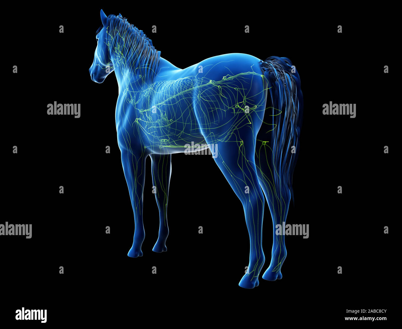 3d reso anatomia dell'anatomia equina - il sistema linfatico Foto stock ...