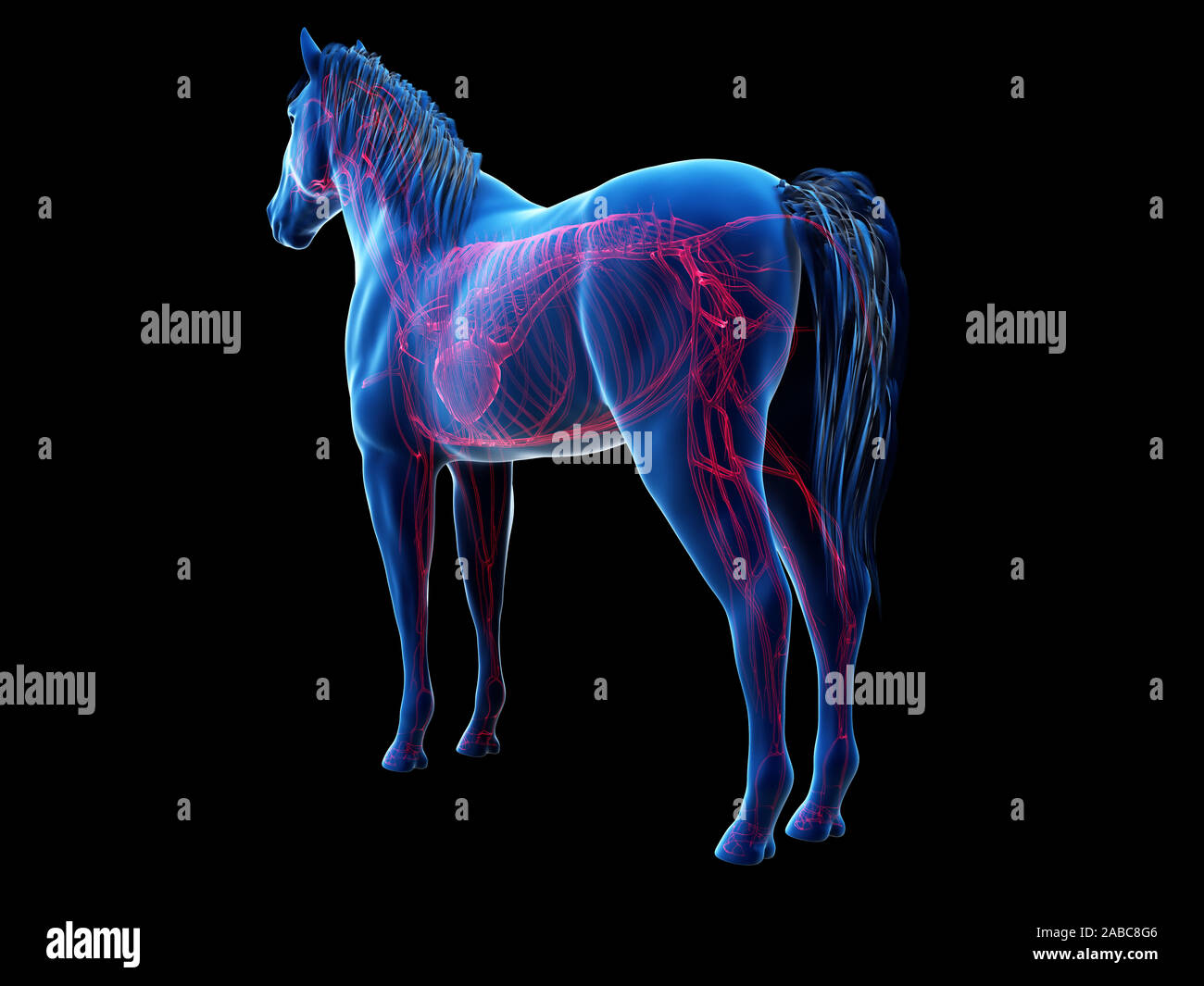 Anatomia cavallo circolatorio immagini e fotografie stock ad alta ...