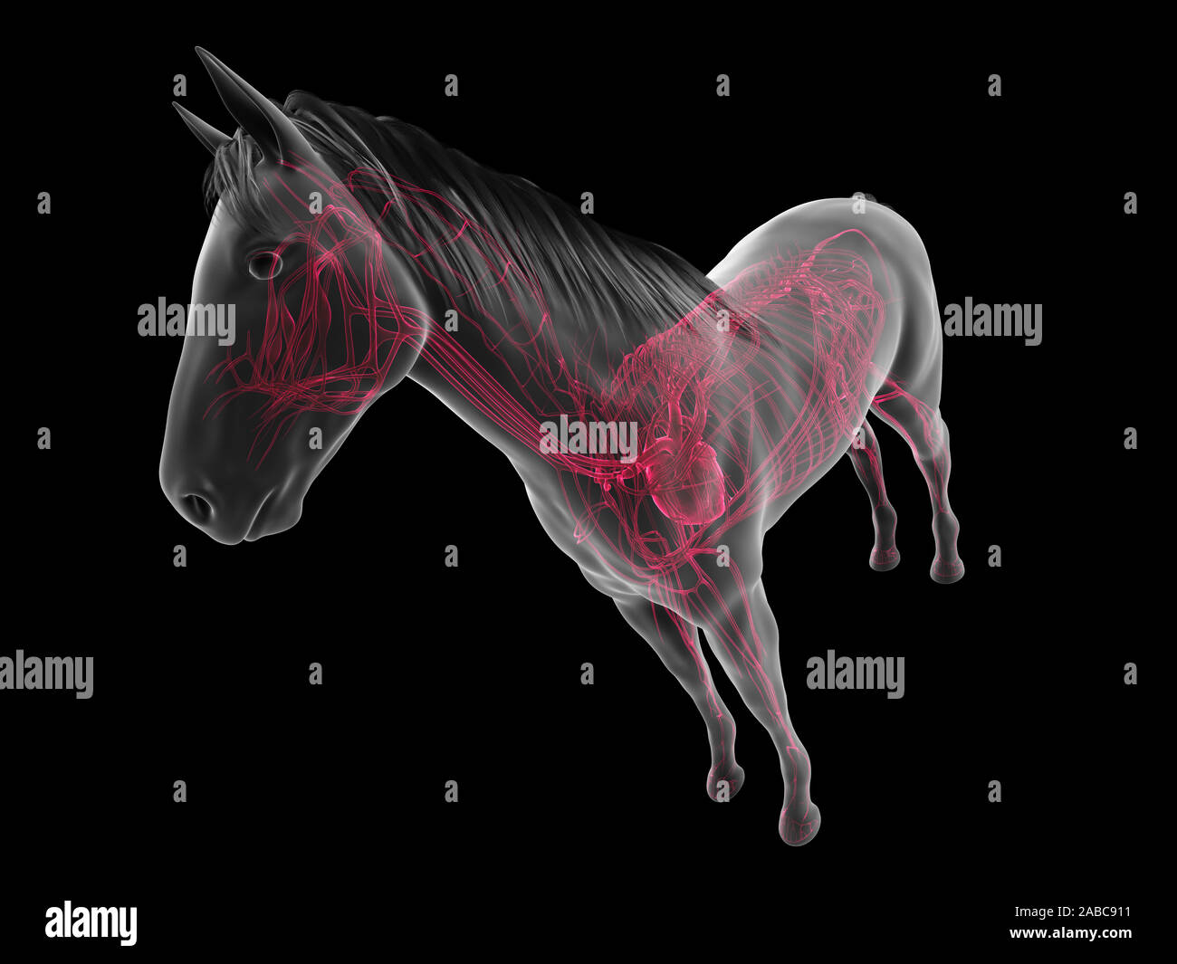 Anatomia zoccolo cavallo circolatorio immagini e fotografie stock ad ...