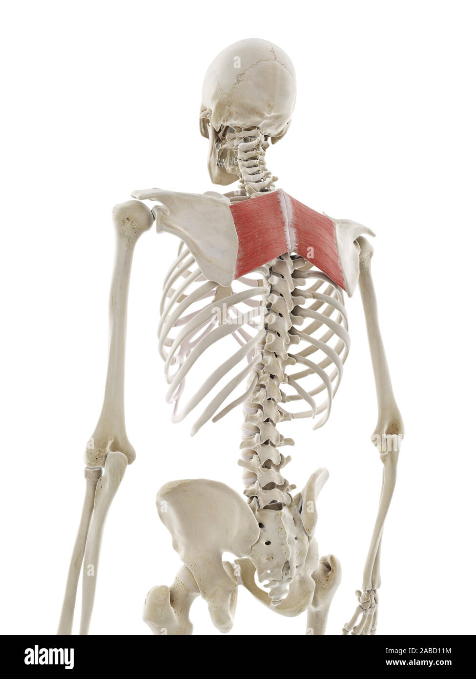 Anatomia del muscolo principale romboidale Immagini senza sfondo e Foto ...