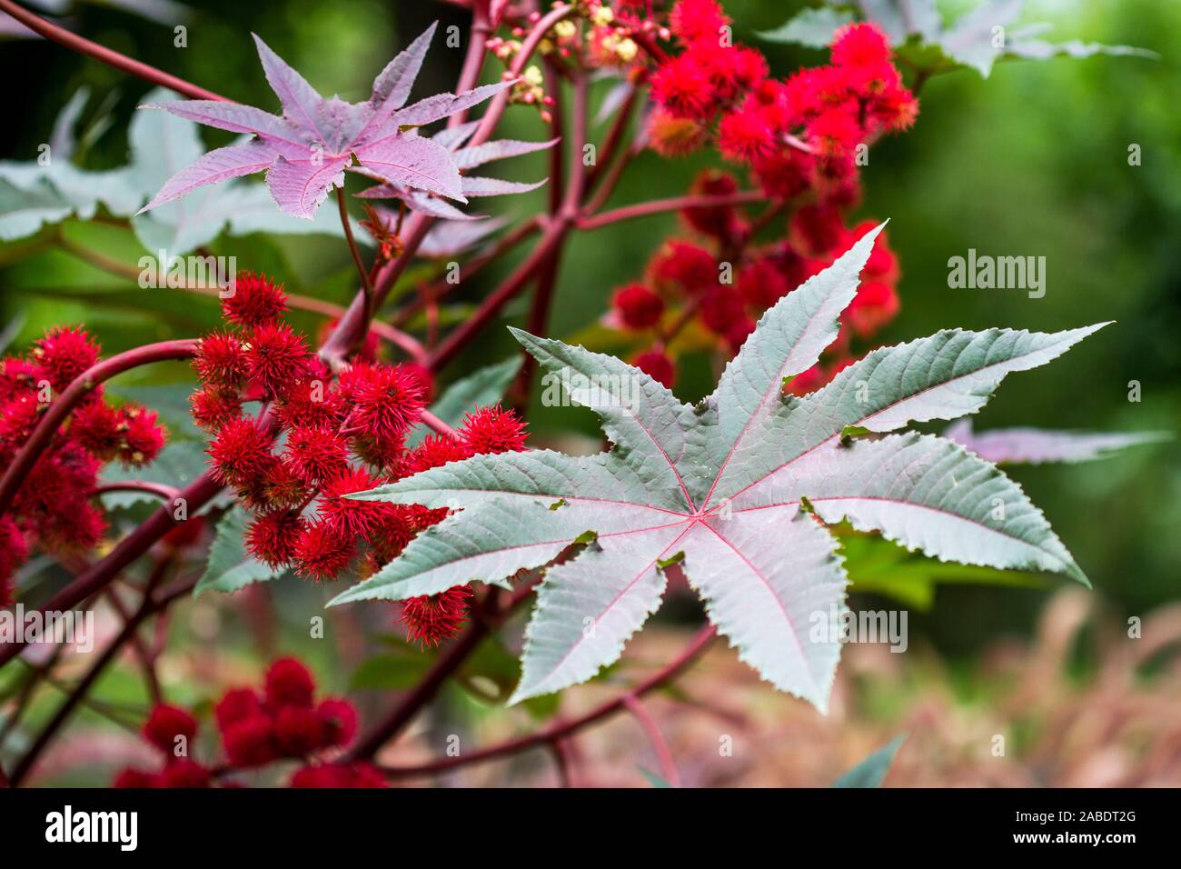 Rizinus ricinus communis immagini e fotografie stock ad alta ...