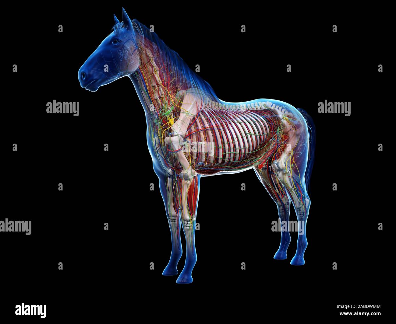 Cavallo vene arterie anatomia immagini e fotografie stock ad alta ...
