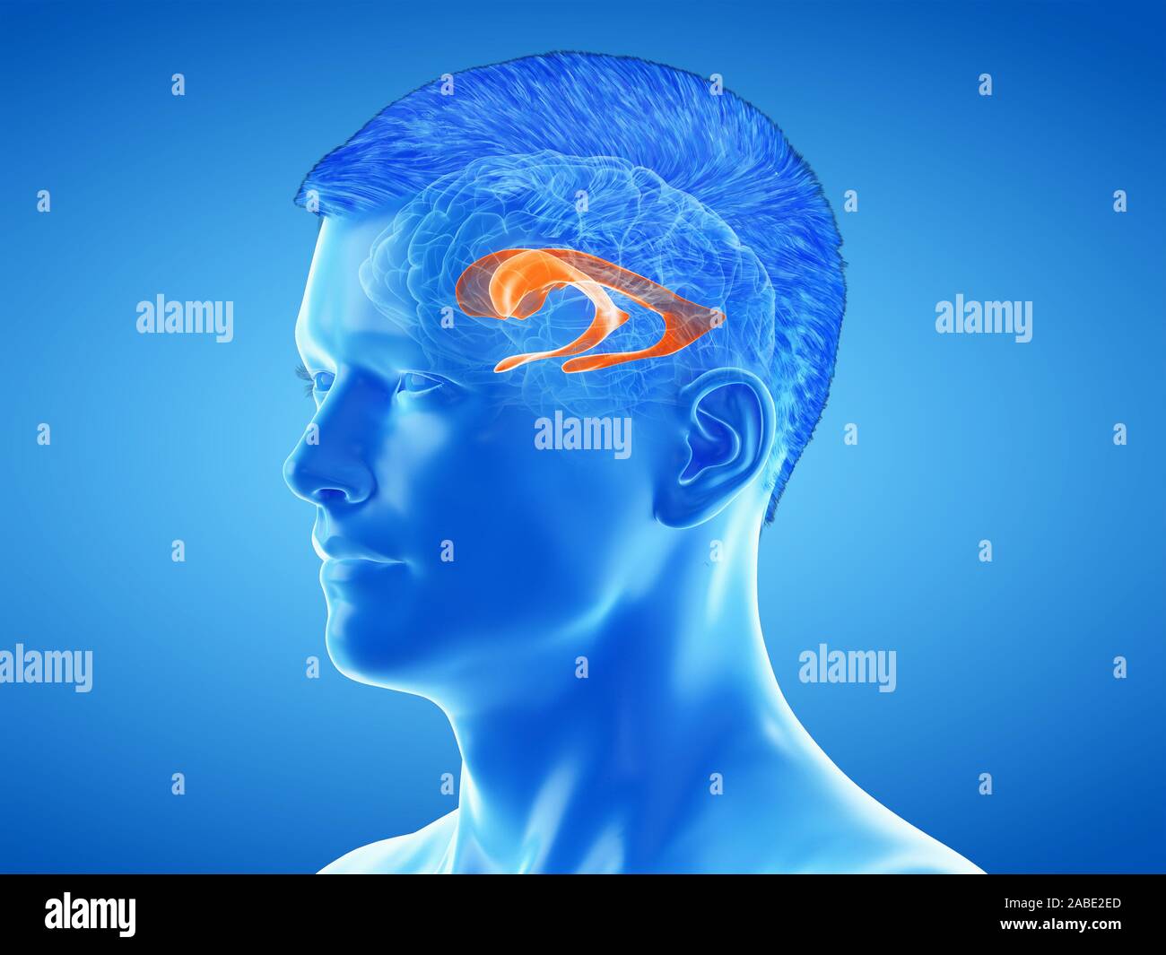 Ventricolo del cervello immagini e fotografie stock ad alta risoluzione ...