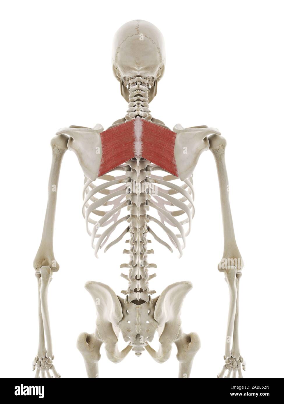 Anatomia del muscolo principale romboidale immagini e fotografie stock ...
