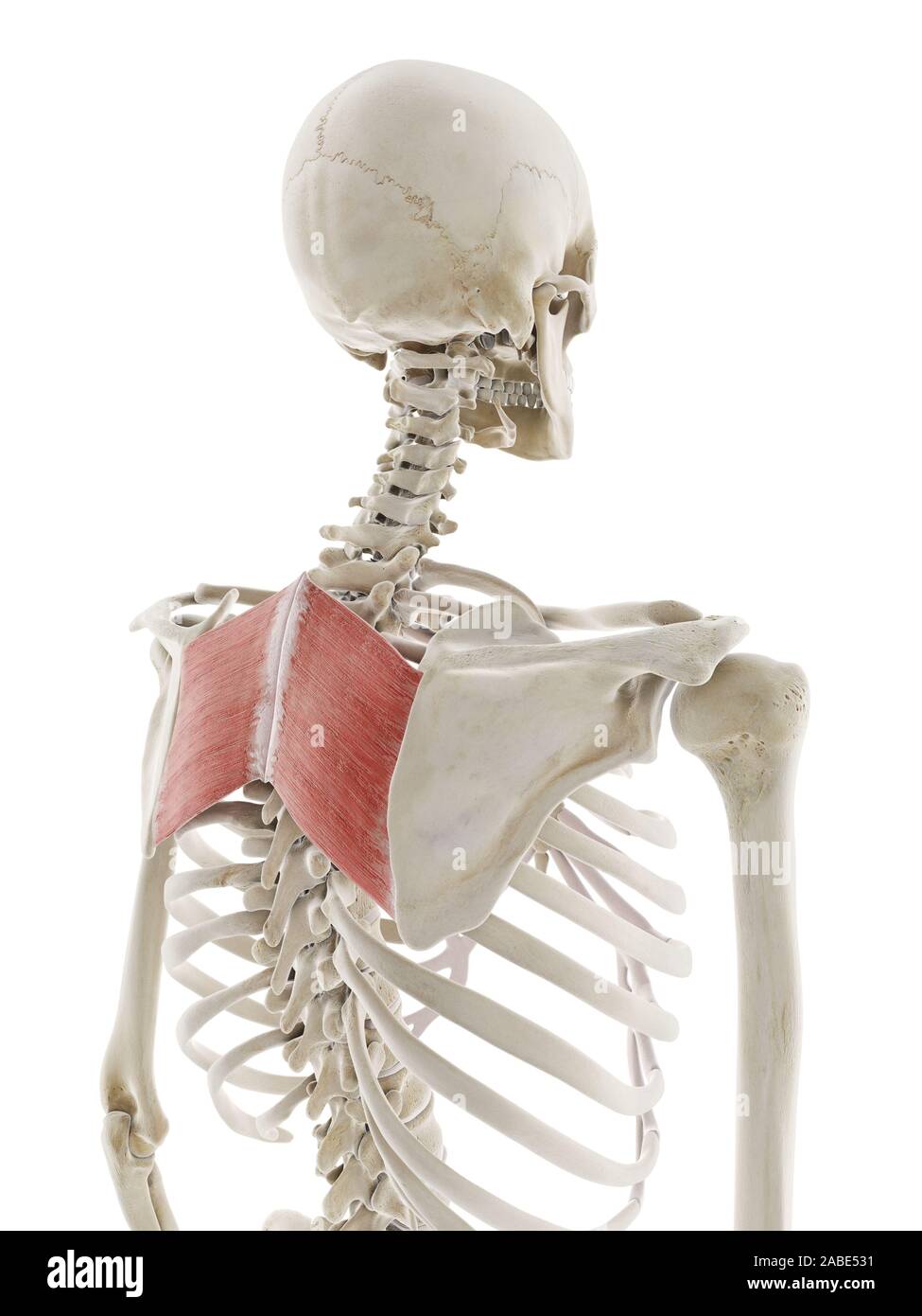 Anatomia del muscolo principale romboidale immagini e fotografie stock ...