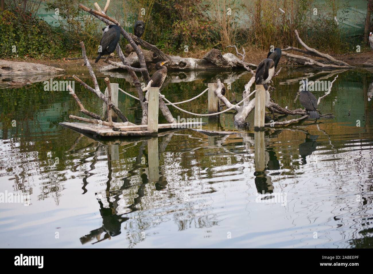 Albero di balsa immagini e fotografie stock ad alta risoluzione - Alamy