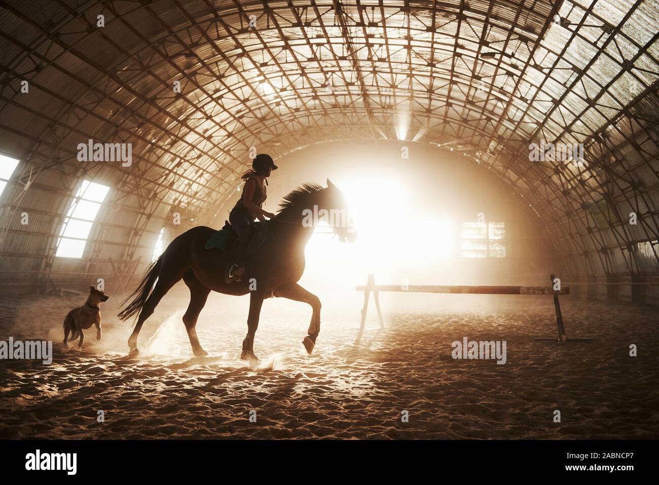 Sfondo Con Sagoma Di Cavallo Immagini e Fotos Stock - Alamy