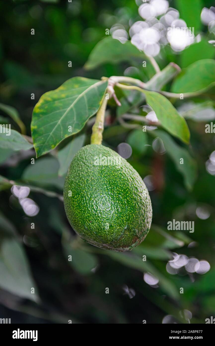 Albero di persea immagini e fotografie stock ad alta risoluzione - Alamy